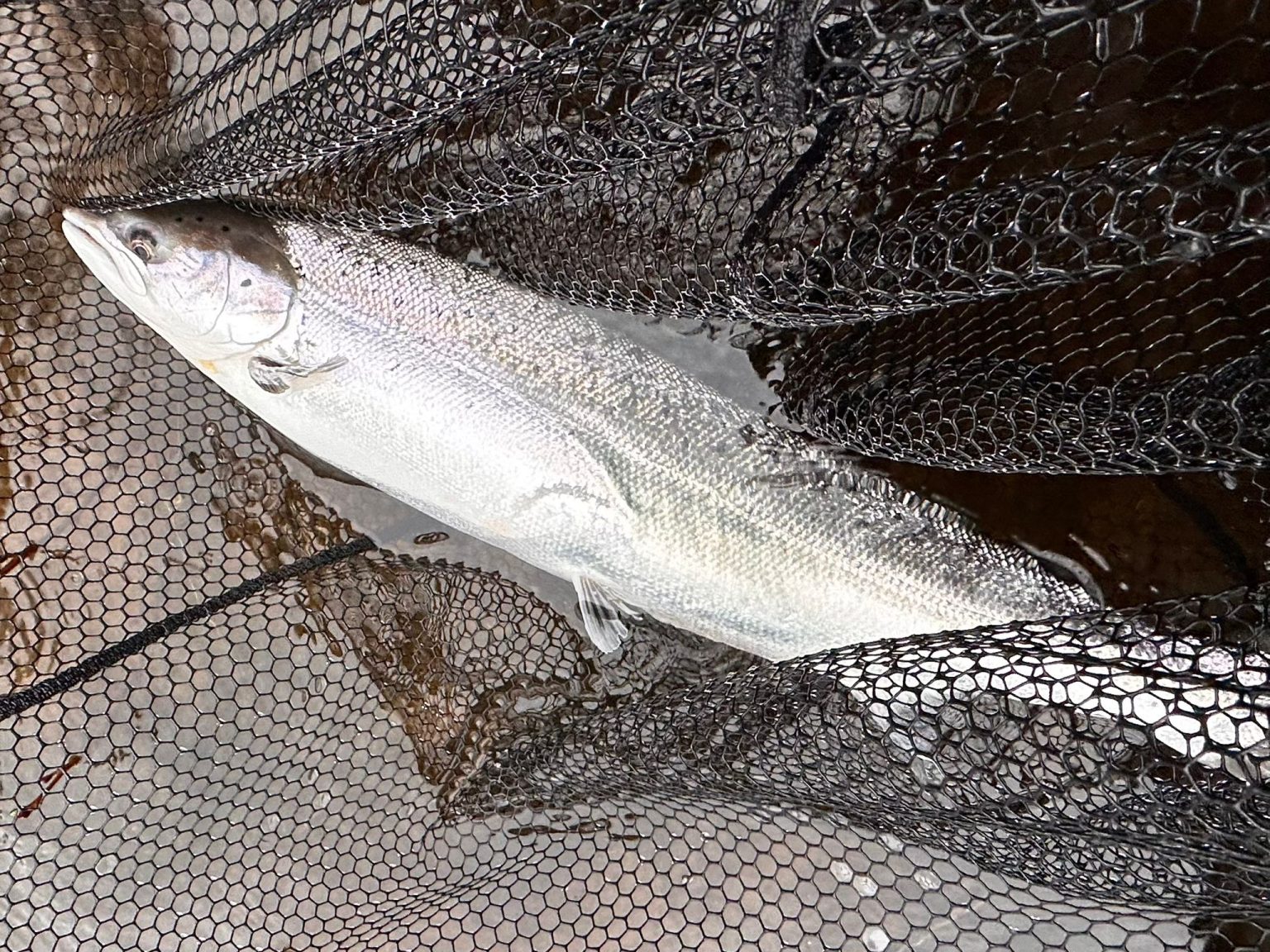 Tay Catchment Salmon Alliance – Tay Fishing